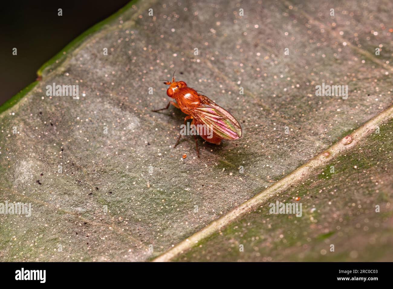 Adult Acalyptrate Fly of the Zoosubsection Acalyptratae Stock Photo - Alamy