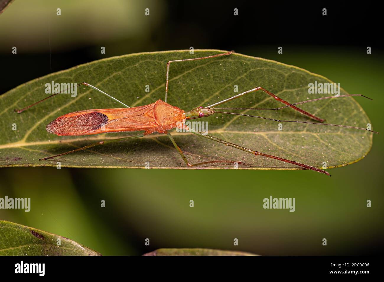 Adult Assassin Bug of the tribe harpactorini Stock Photo - Alamy