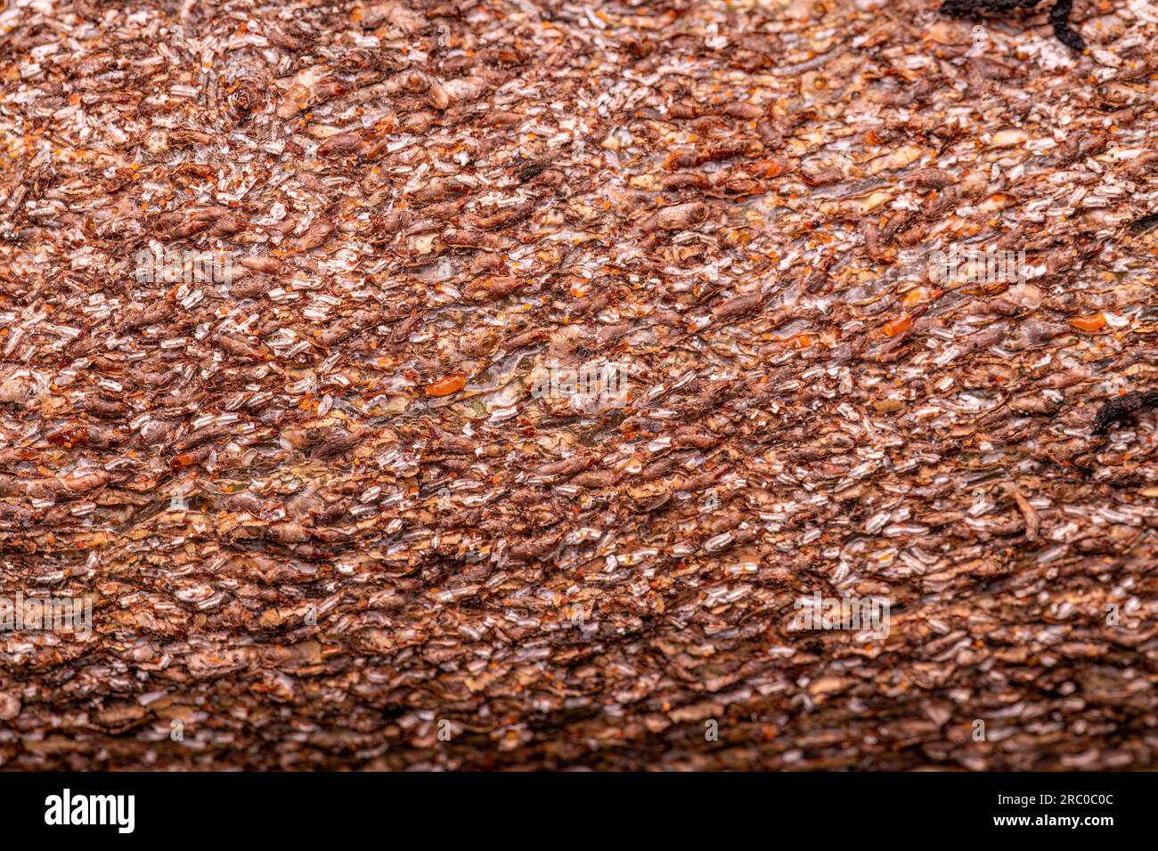 Citrus Snow Scale Insect of the species Unaspis citri Stock Photo - Alamy