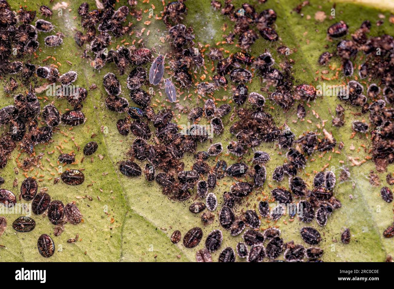 Citrus Black Fly Insects of the species Aleurocanthus woglumi Stock ...