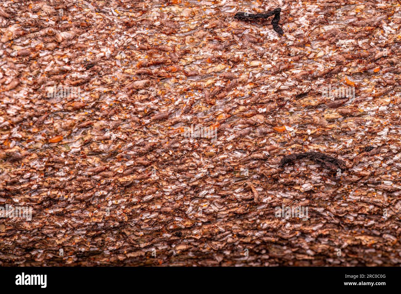 Citrus Snow Scale Insect of the species Unaspis citri Stock Photo - Alamy