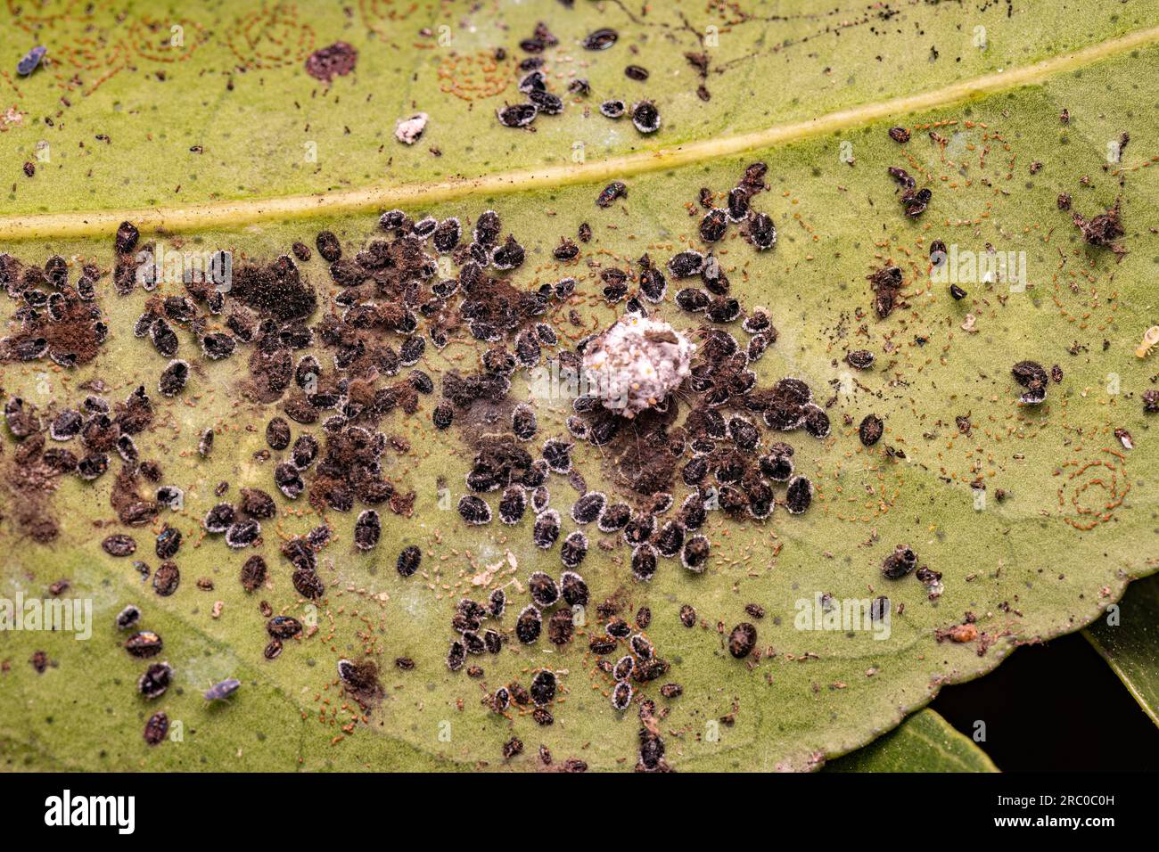 Citrus blackfly hi-res stock photography and images - Alamy
