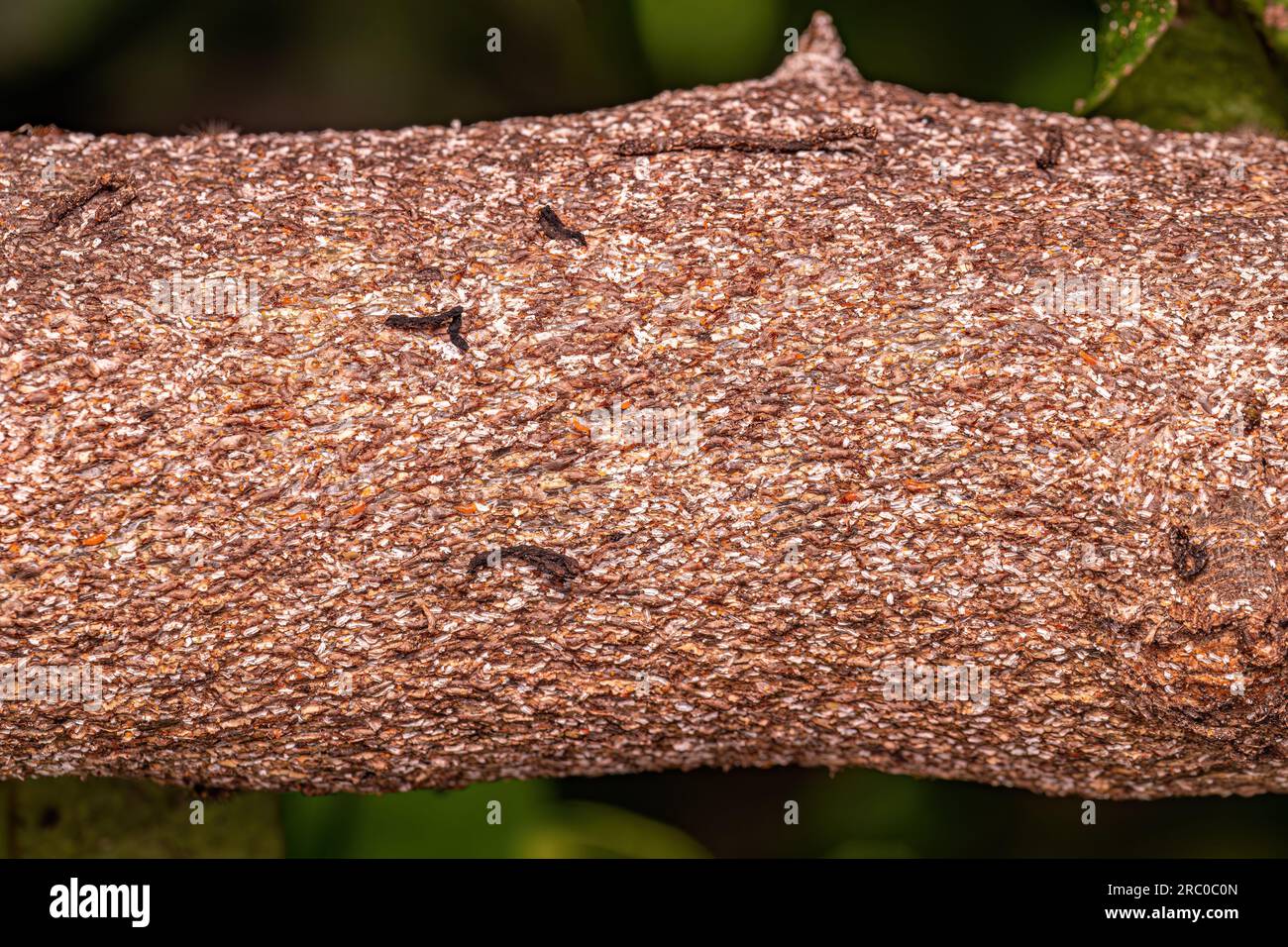 Citrus Snow Scale Insect of the species Unaspis citri Stock Photo - Alamy