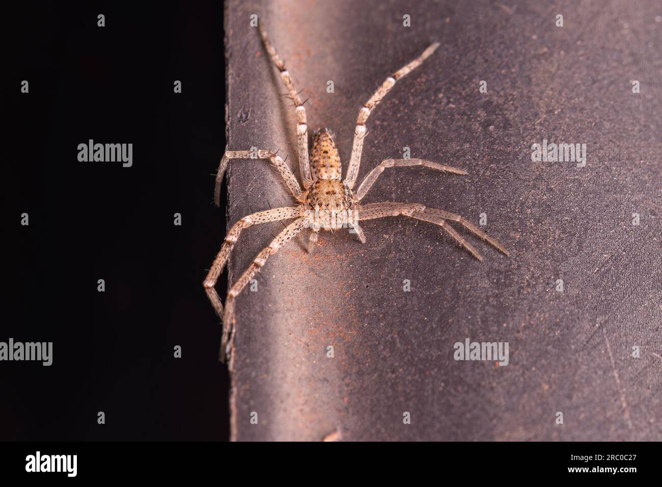Small Running Crab Spider of the genus Genus Tibelloides Stock Photo ...