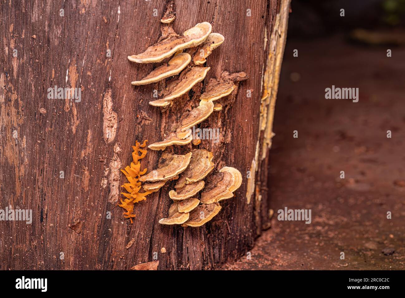 Small Fungi of the Kingdom Fungi in a trunk Stock Photo - Alamy