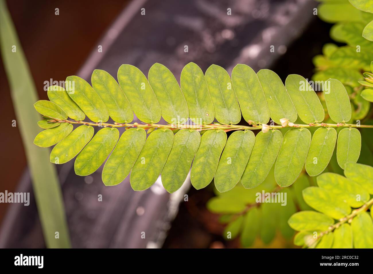 Phyllanthus plant hi-res stock photography and images - Alamy