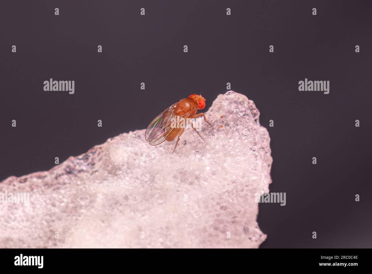 Adult Small Fruit Fly of the Genus Drosophila Stock Photo - Alamy