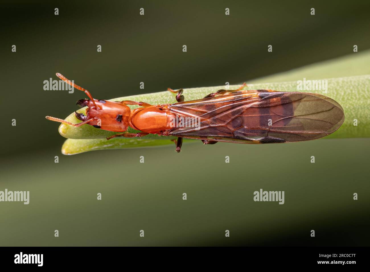 Adult Cecropia Ant Queen of the Genus Azteca Stock Photo - Alamy