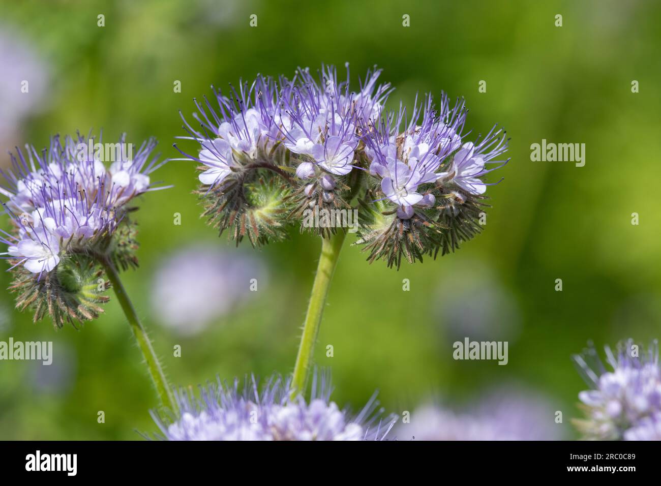 Close up of lacy phacelia (phacelia tanacetifolia) flowers in bloom ...