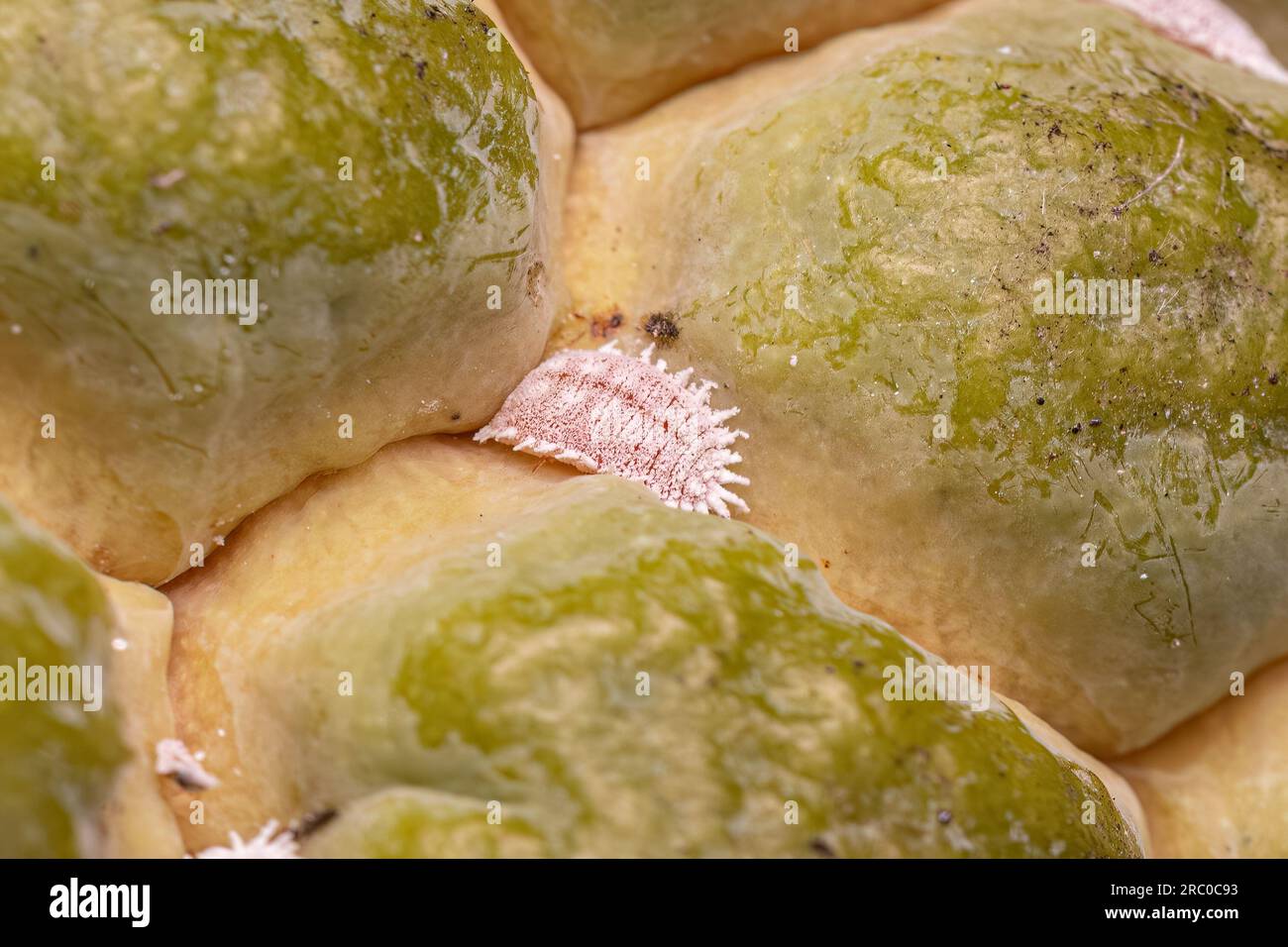 White Scale Insect of the Superfamily Coccoidea Stock Photo - Alamy