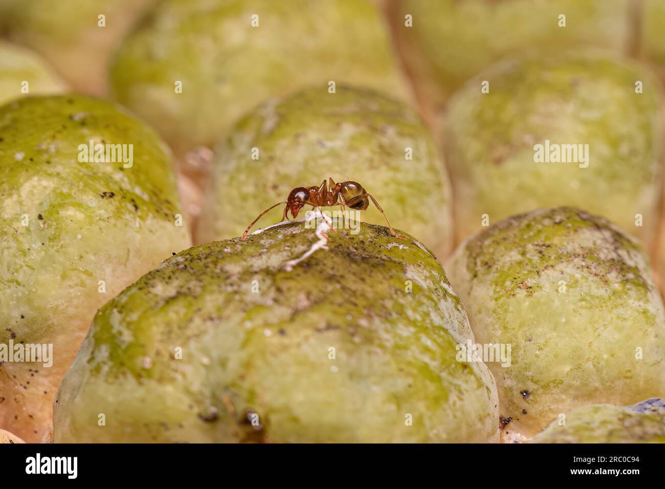 Adult Female Big-headed Ant of the Genus Pheidole Stock Photo - Alamy
