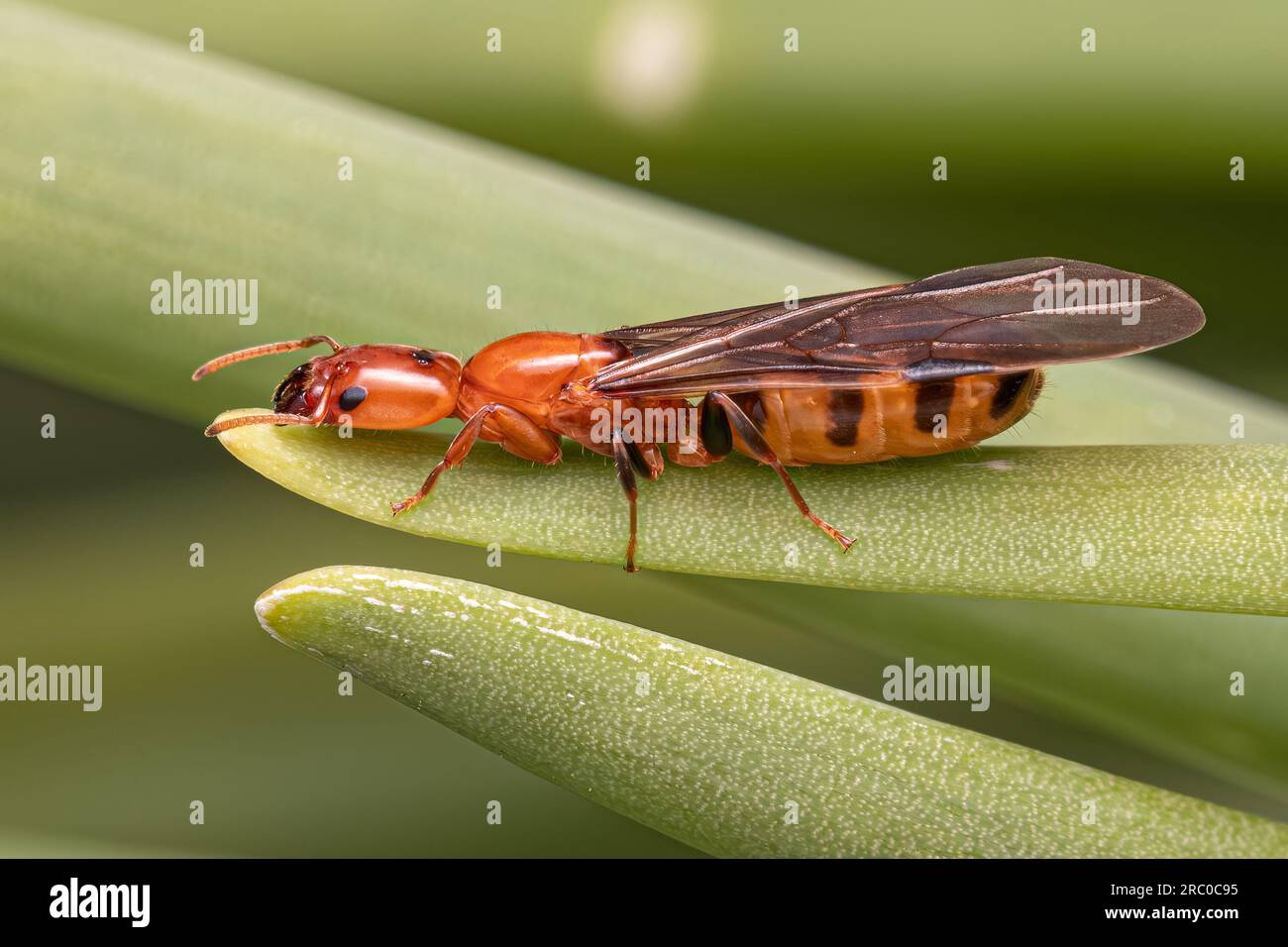 Azteca ant hi-res stock photography and images - Alamy