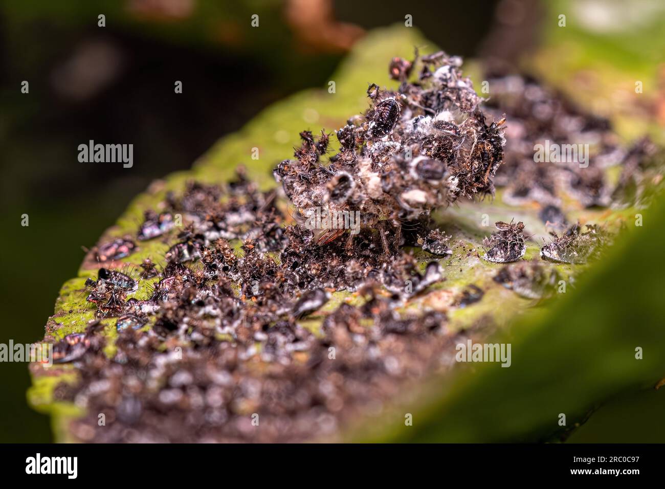 Blackfly larva hi-res stock photography and images - Alamy