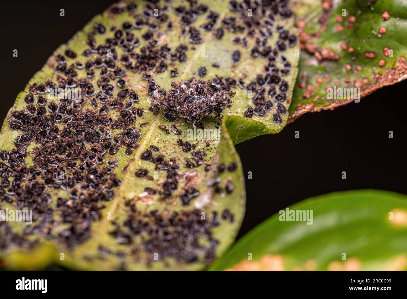 Citrus Black Fly Insects of the species Aleurocanthus woglumi Stock ...