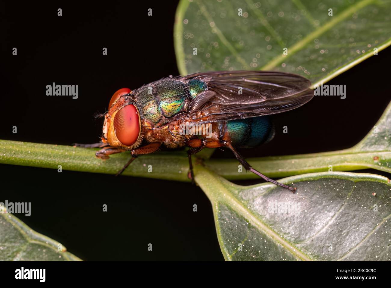 Housefly family hi-res stock photography and images - Alamy