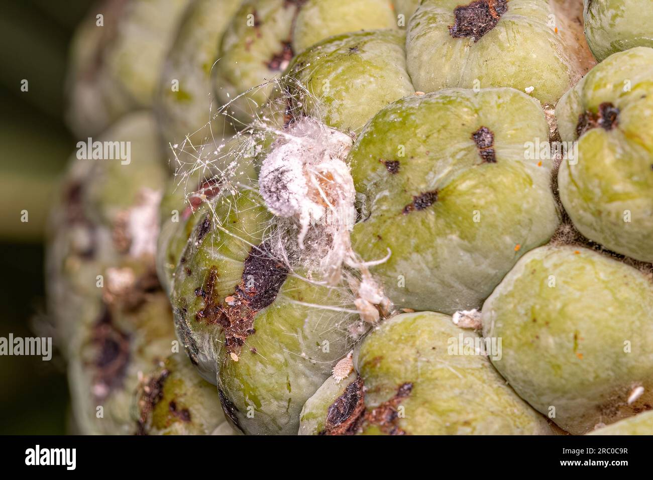 White Scale Insect of the Superfamily Coccoidea Stock Photo - Alamy