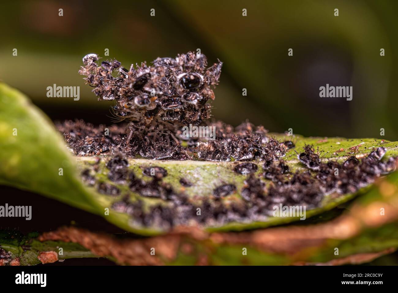 Fruit fly larva hi-res stock photography and images - Alamy