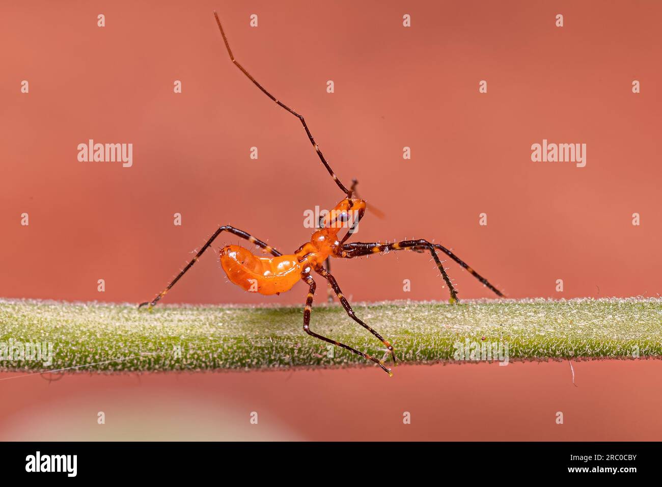 Assassin Bug Nymph of the Tribe Harpactorini Stock Photo - Alamy