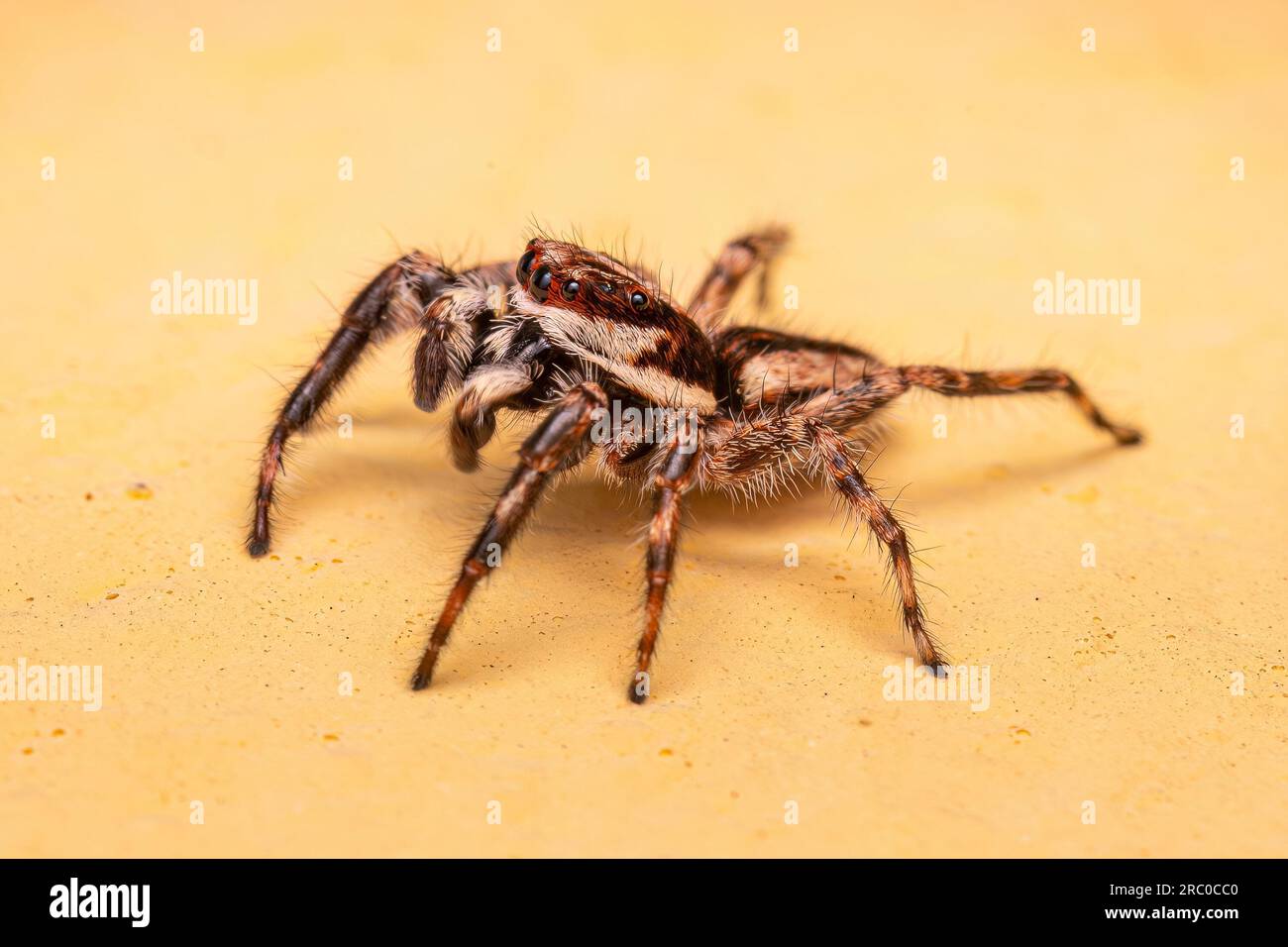 Adult Male Gray Wall Jumping Spider of the species Menemerus bivittatus ...