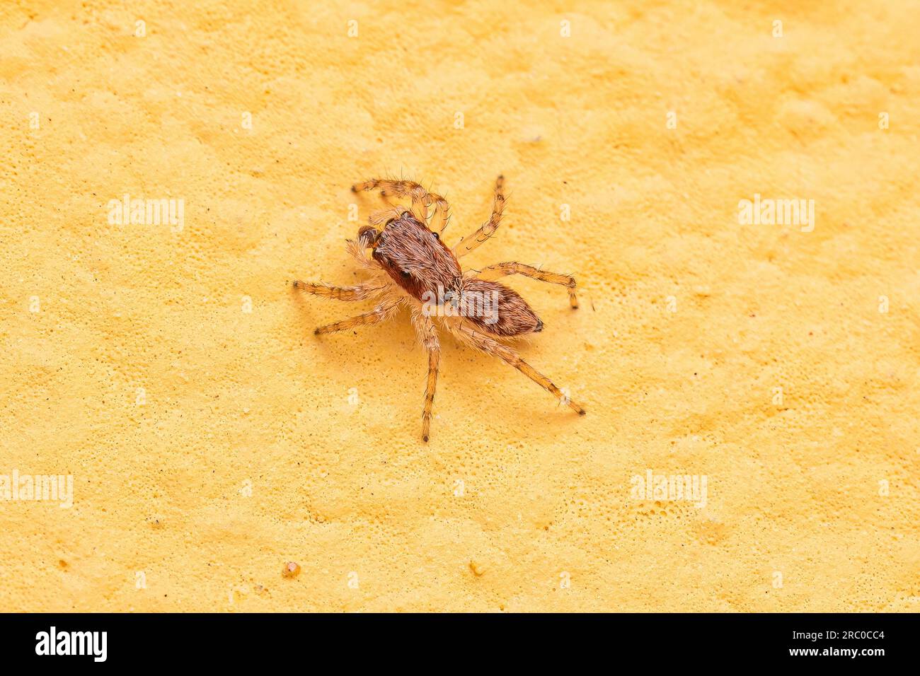 Small Gray Wall Jumping Spider of the species Menemerus bivittatus ...
