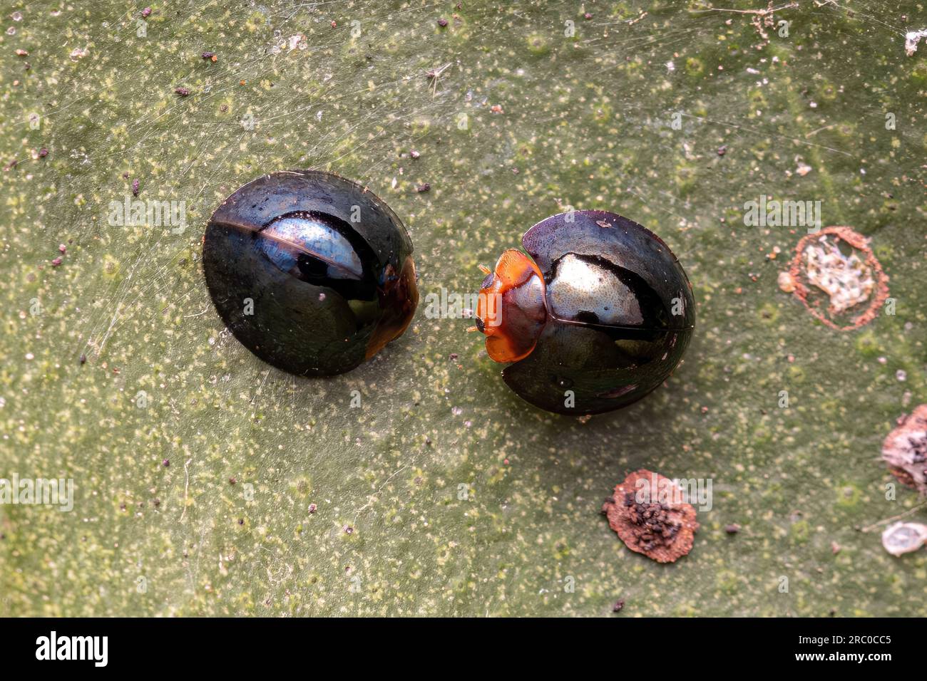 Adult Scale-feeding Lady Beetles of the species Chilocorus nigritus ...