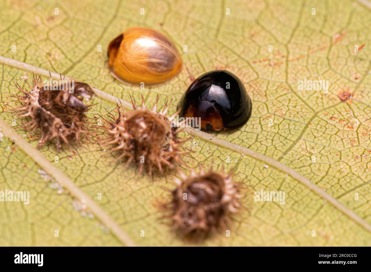 Adult Scale-feeding Lady Beetles of the species Chilocorus nigritus ...
