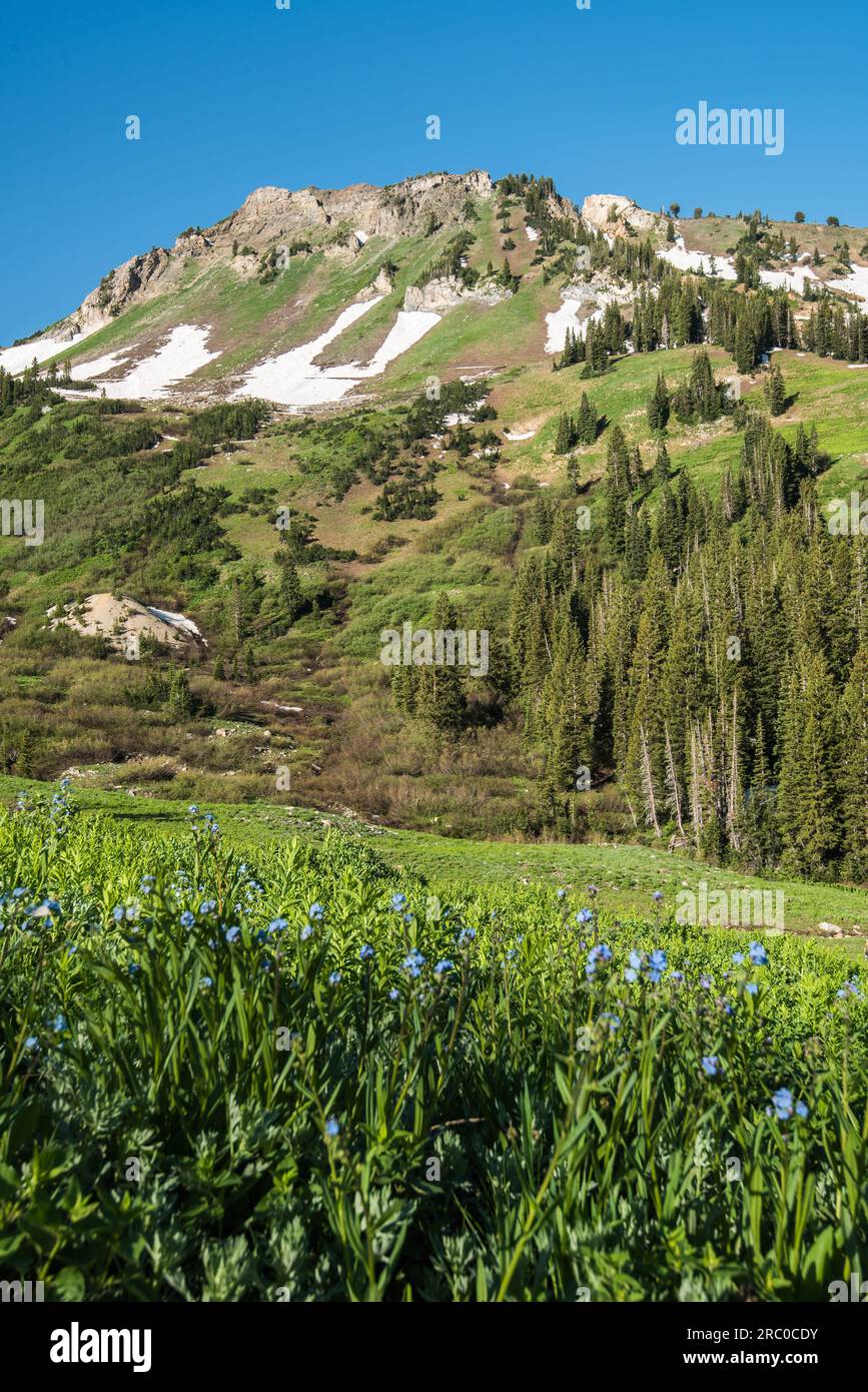 Albion Meadows trail and the magnificent Wasatch Mtns, in the ...