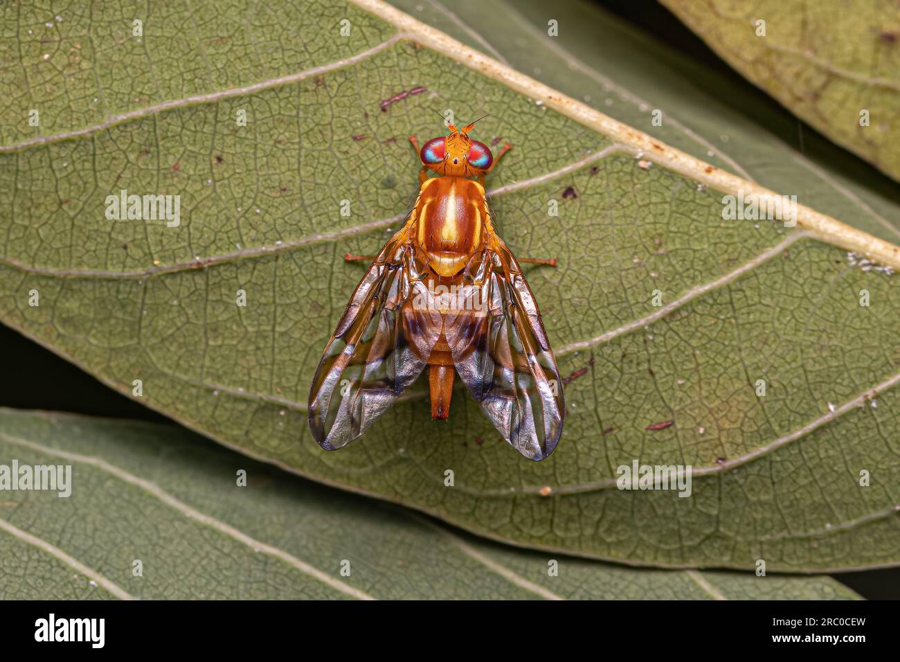 Adult Fruit Fly of the Genus Anastrepha Stock Photo - Alamy