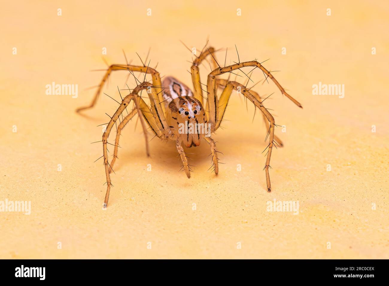 Female Striped Lynx Spider of the genus Oxyopes Stock Photo - Alamy