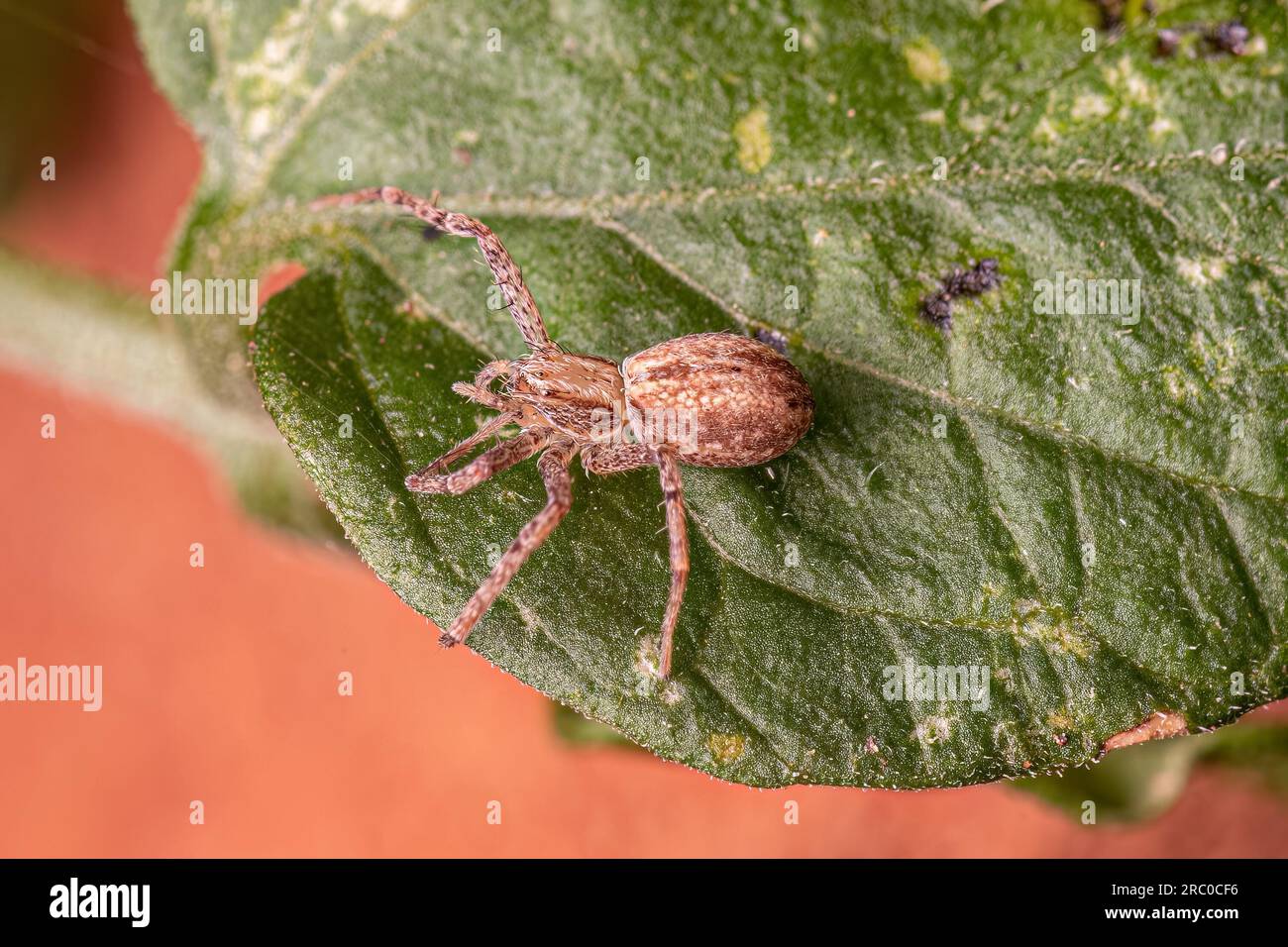 Adult Female Running Crab Spider of the genus Genus Tibelloides Stock ...