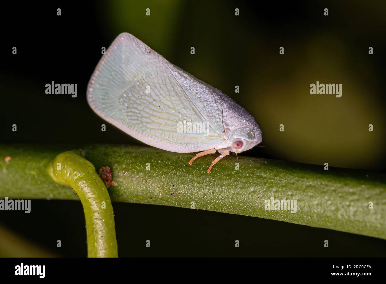 Adult Planthopper Insect of the Family Flatidae Stock Photo - Alamy