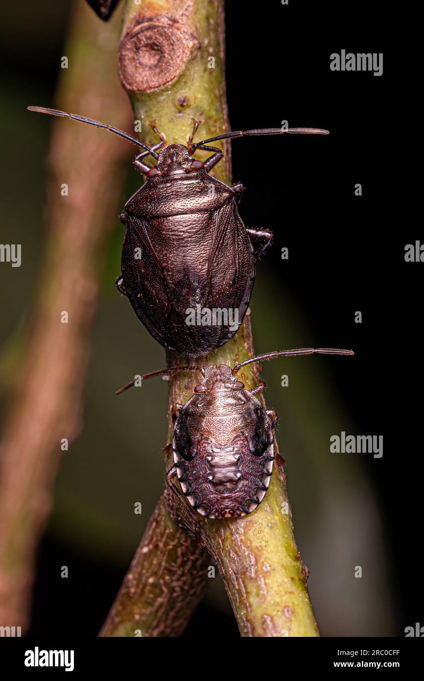 Stink bug adult and nymph hi-res stock photography and images - Alamy