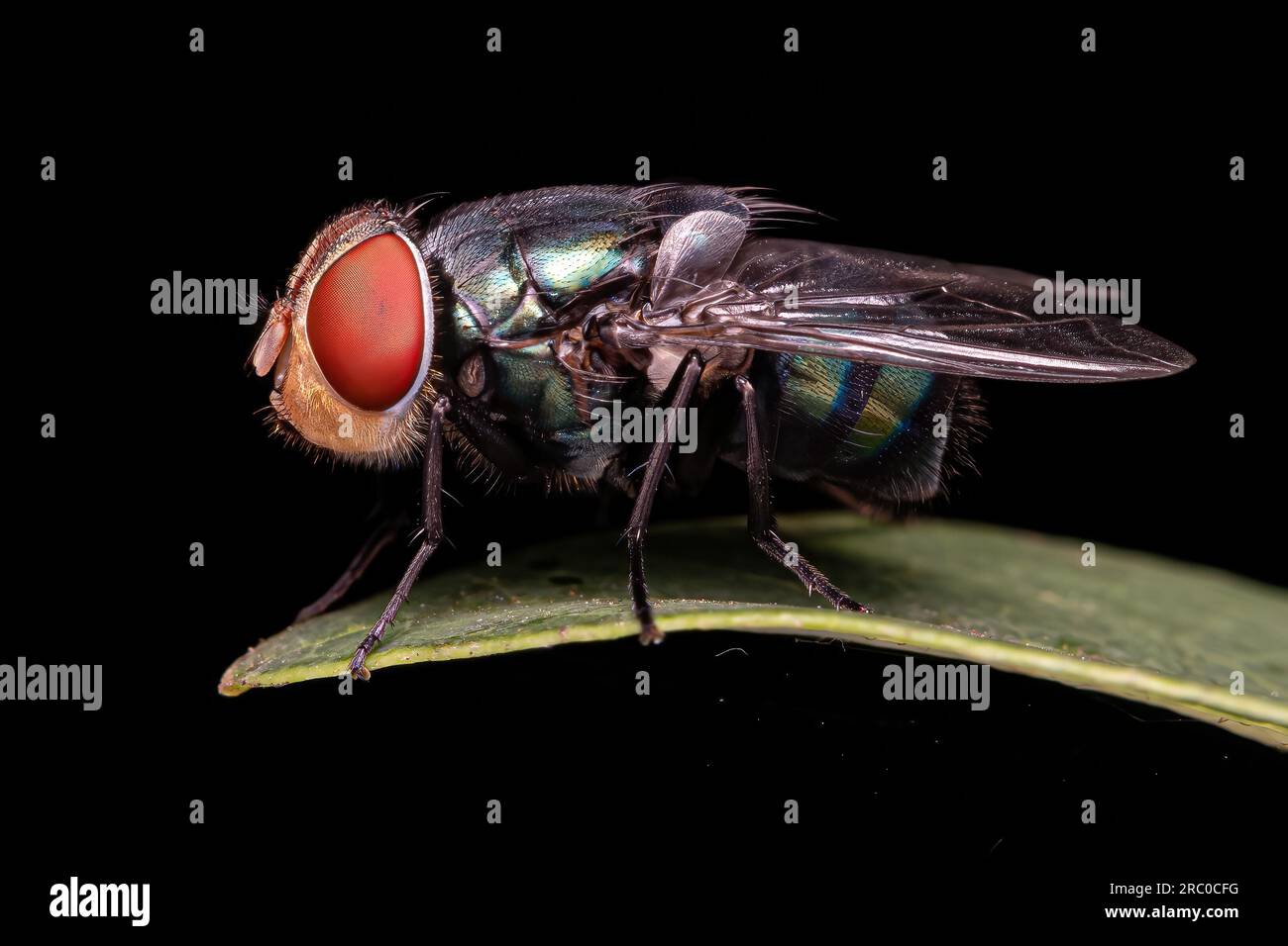 Housefly family hi-res stock photography and images - Alamy