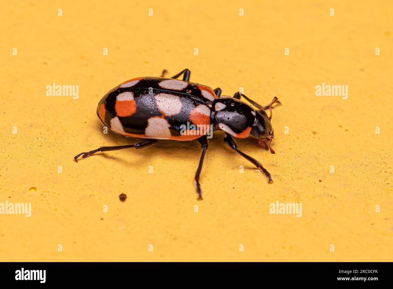 Adult Black-spotted Lady Beetle of the species Eriopis connexa Stock ...