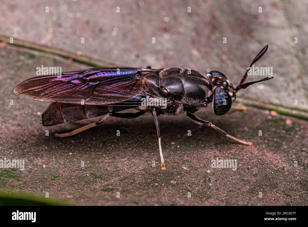 Black Soldier Fly of the species Hermetia illucens Stock Photo - Alamy