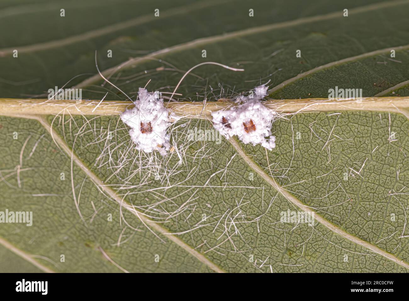Plant parasitic Hemipteran Insect of the Suborder Sternorrhyncha Stock ...