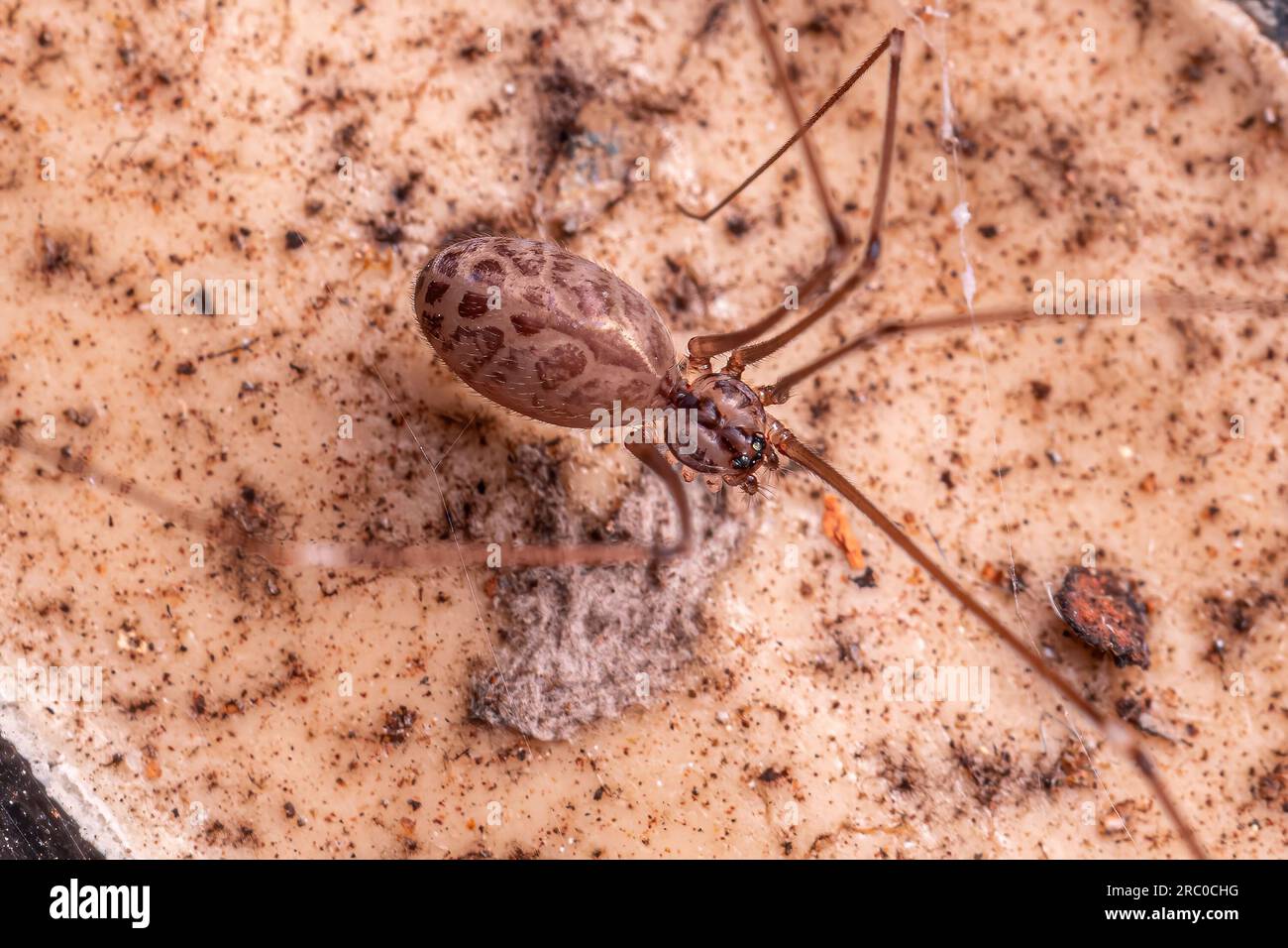 Daddy longlegs spider common hi-res stock photography and images - Alamy
