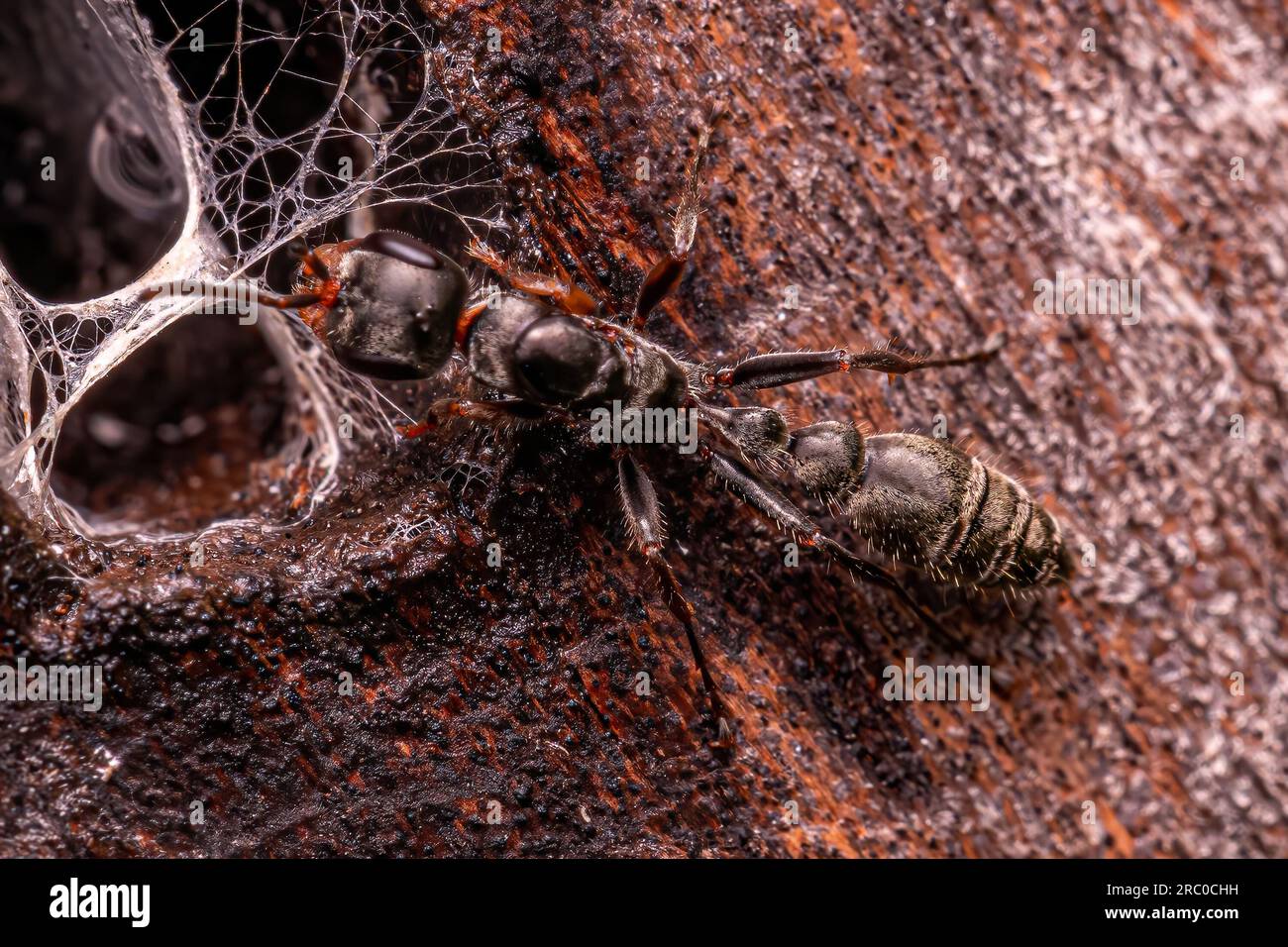 Adult Twig Queen Ant of the Genus Pseudomyrmex Stock Photo - Alamy