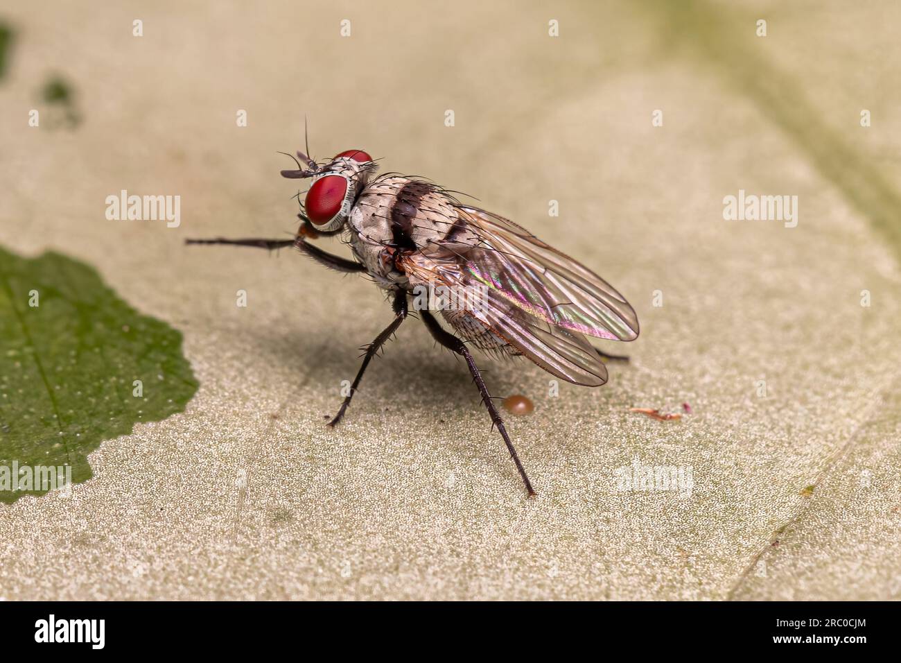 Adult Muscoid Fly of the Genus Anthomyia Stock Photo - Alamy
