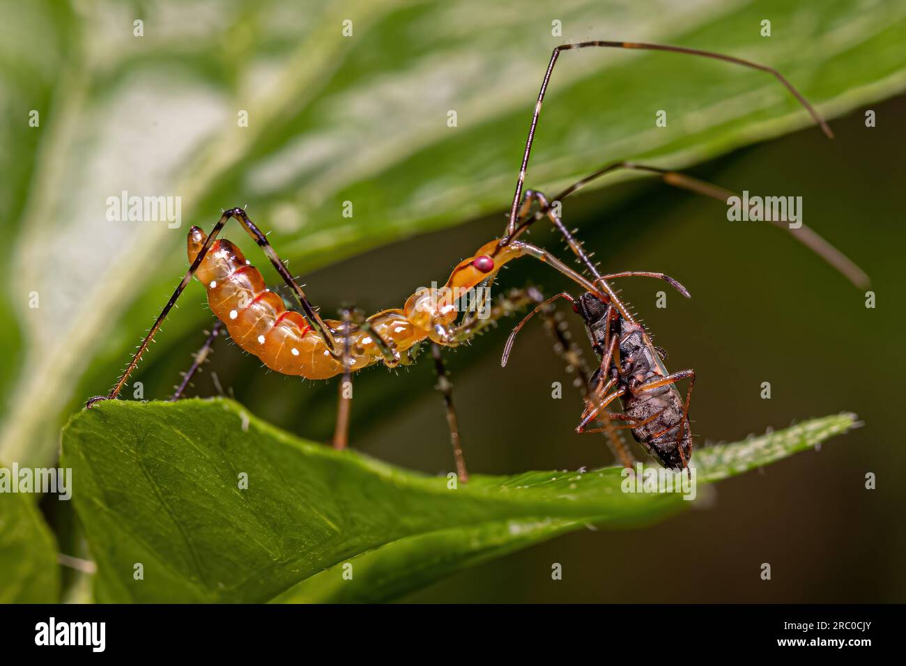Assassin bug preying small insect hi-res stock photography and images ...