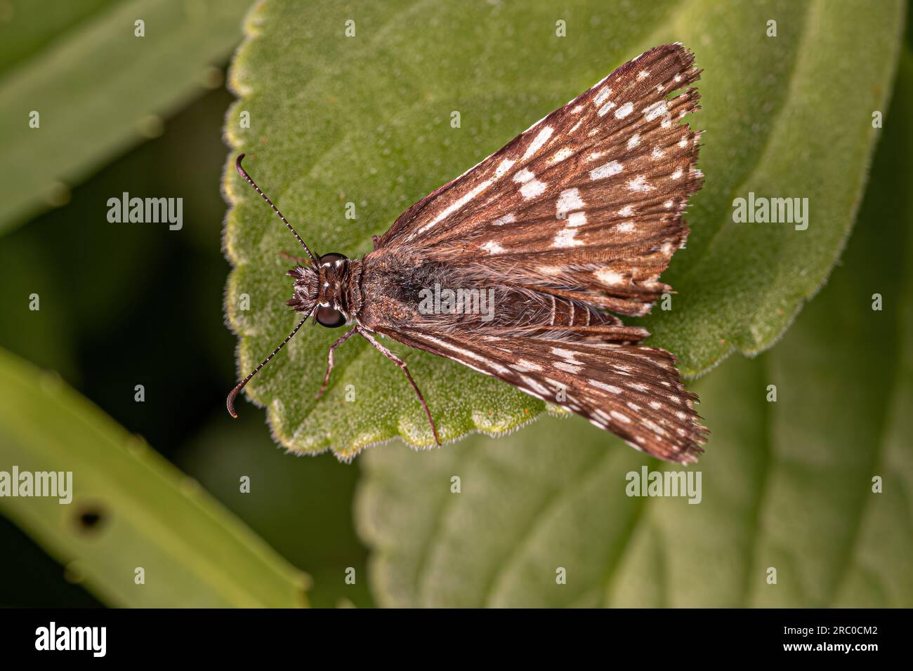 Adult Orcus Checkered-Skipper Moth Insect of the genus Burnsius Stock ...