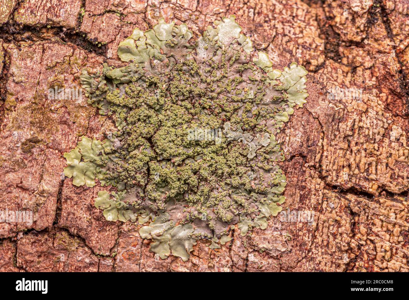 Including fungi hi-res stock photography and images - Alamy