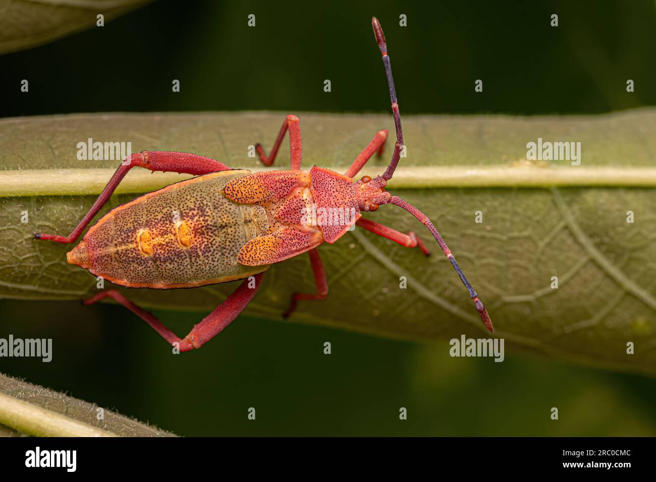 Leaf-footed Bug Nymph of the species Athaumastus haematicus Stock Photo ...