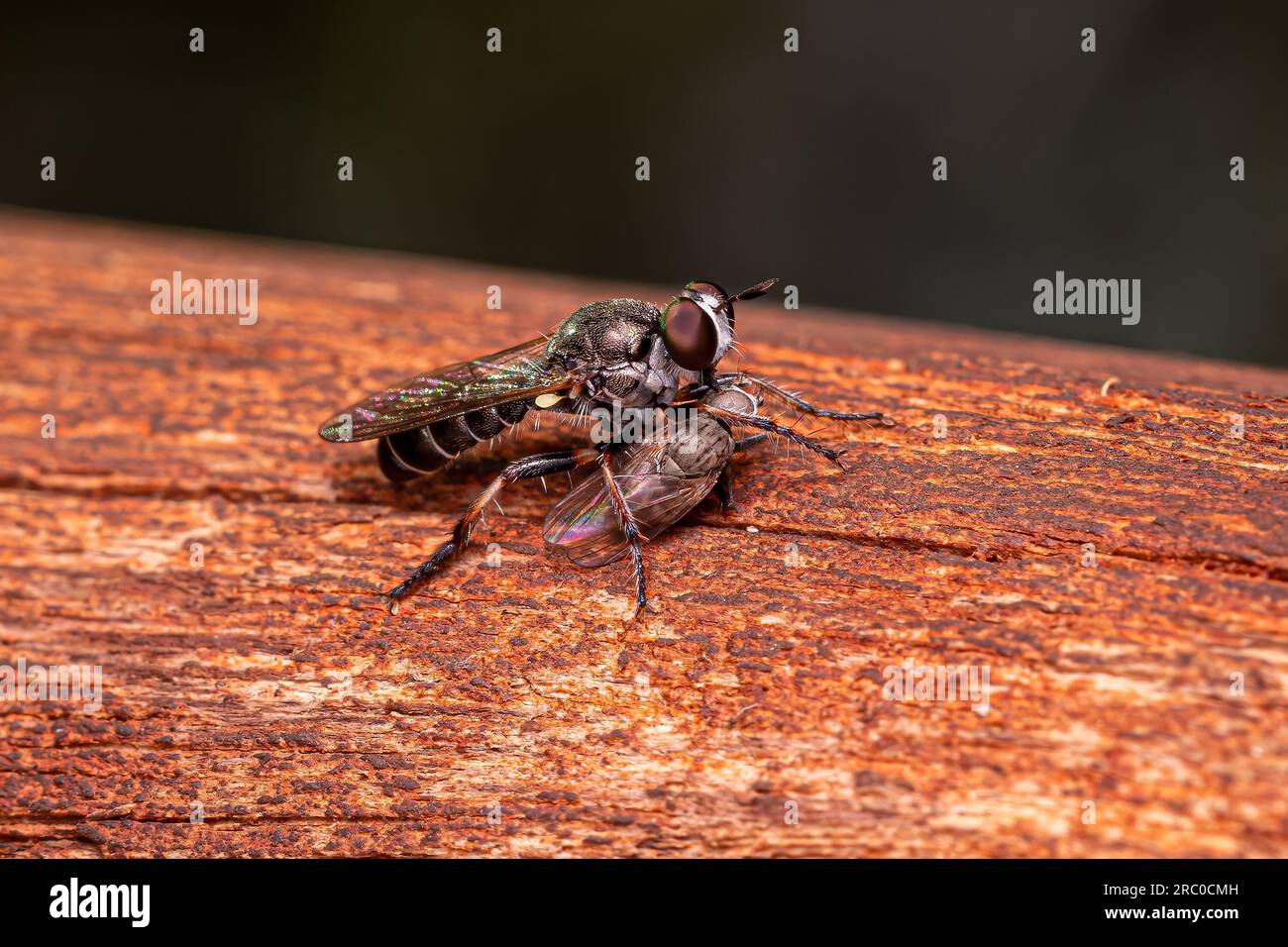 Preying carnivore hi-res stock photography and images - Alamy