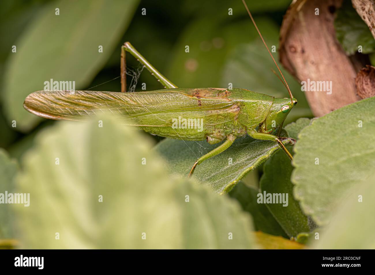Adult Common Conehead of the Genus Neoconocephalus Stock Photo - Alamy