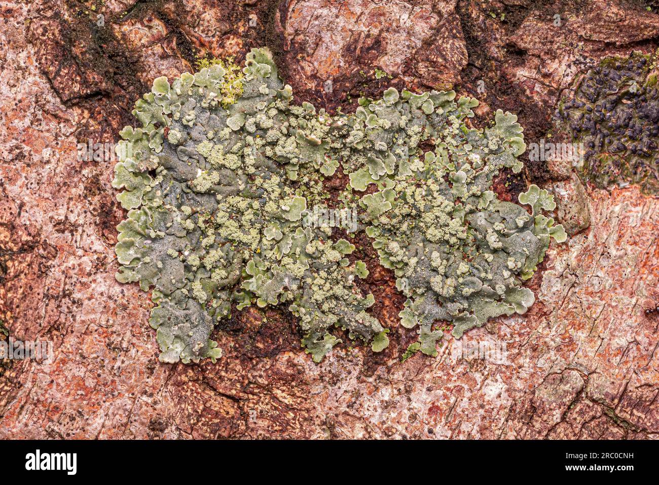 Small Fungi Including Lichens of the Kingdom Fungi Stock Photo - Alamy