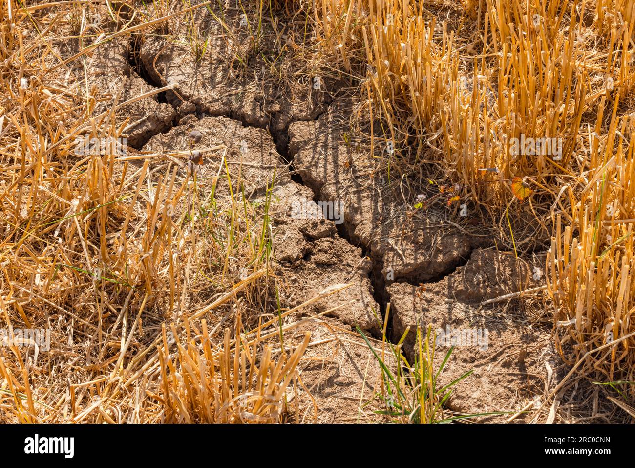 Cracks on a harvested stubble field after heat and long drought in ...
