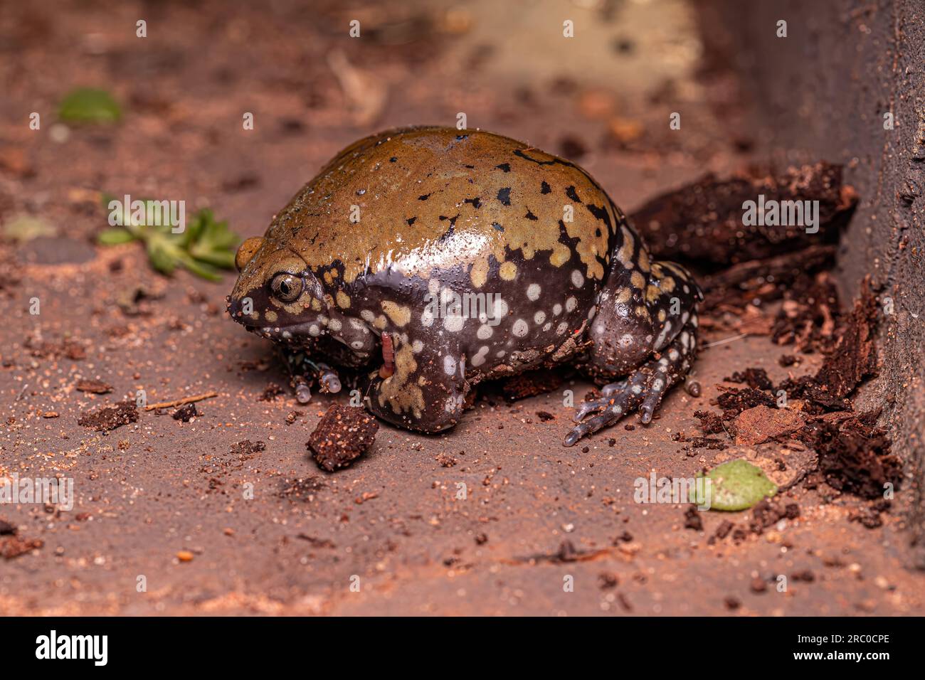 Small Muller Termite Frog of the species Dermatonotus muelleri Stock ...
