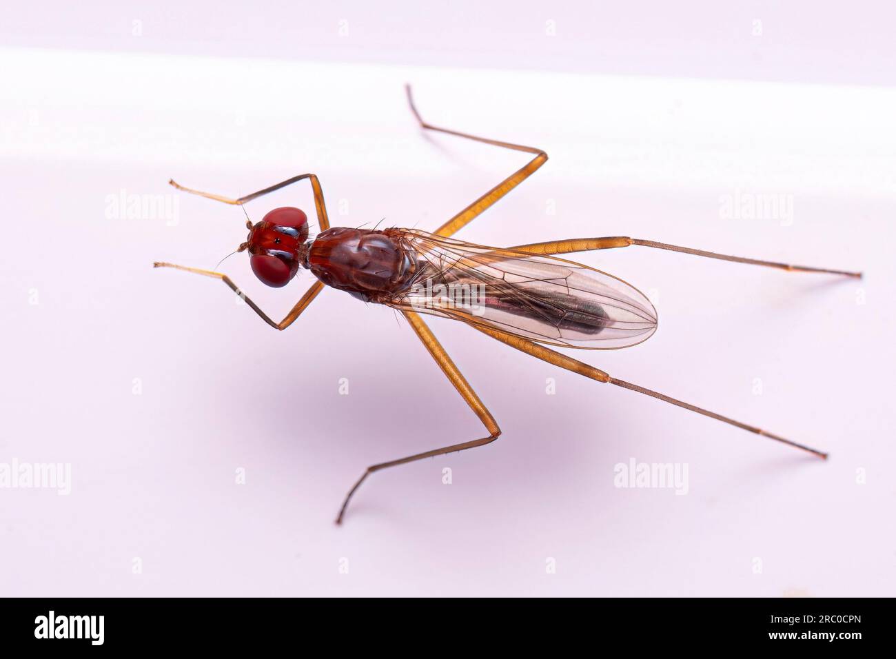 Adult Stilt-legged Fly of the Subfamily Taeniapterinae Stock Photo - Alamy