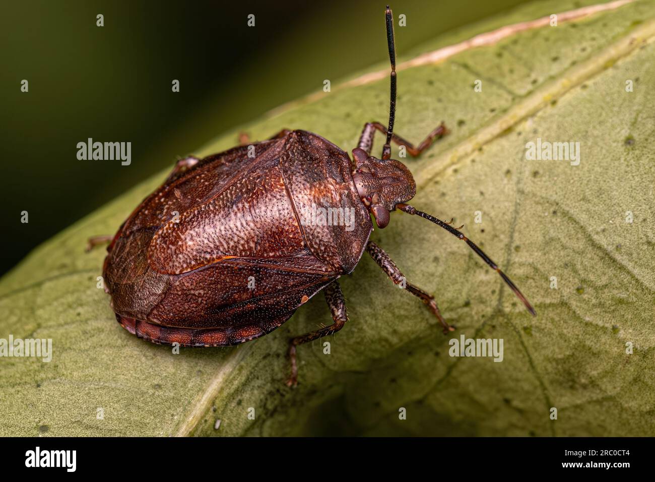 Adult Stink bug of the Genus Antiteuchus Stock Photo - Alamy